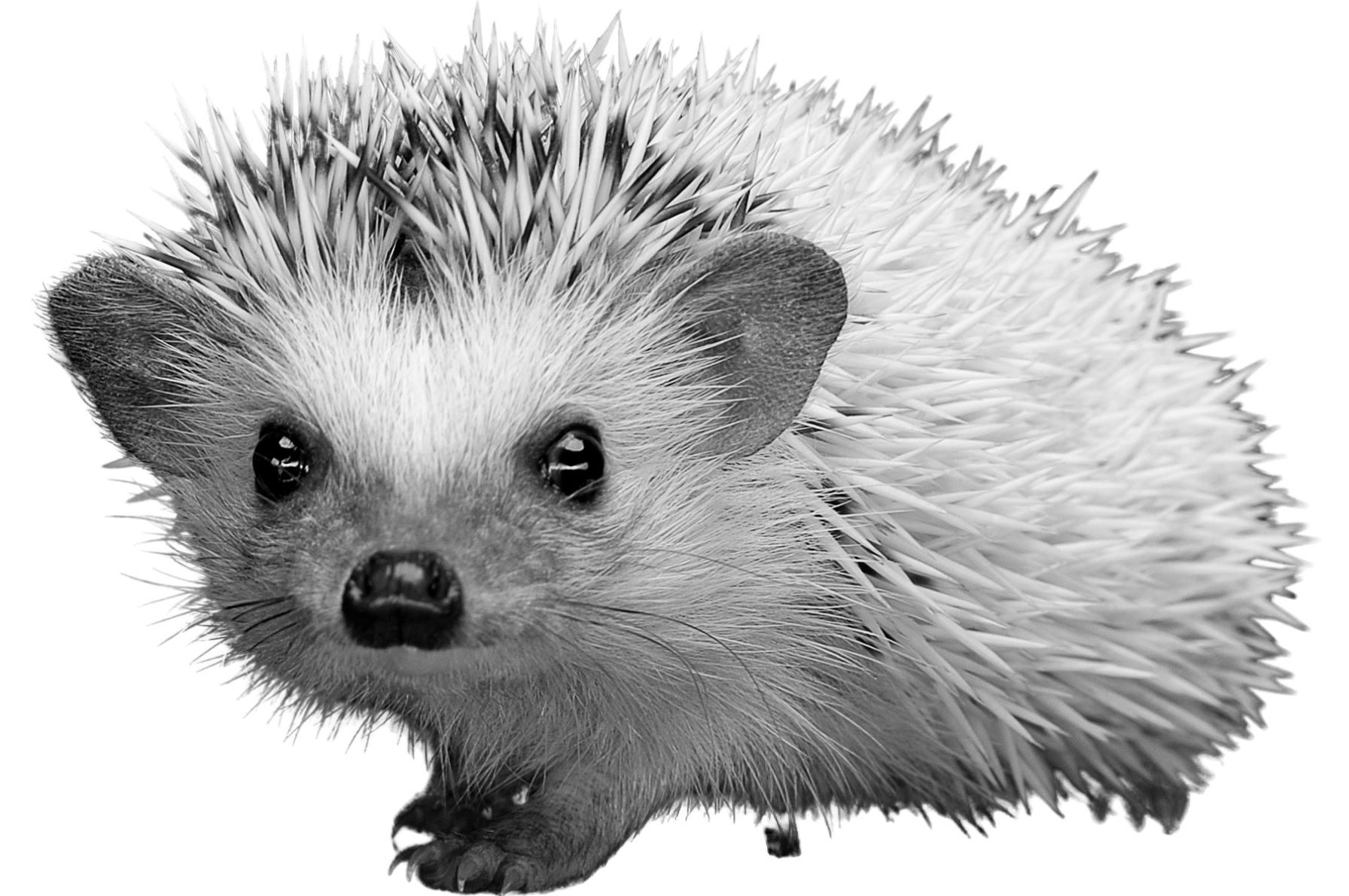 HedgehogTech